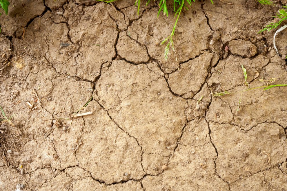 From Dirt to Soil: 7 Ways to Improve Soil Quality